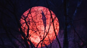 Back with a vengeance…16.03.2024. Spotted in notorious alien hotspot, Cannock Chase, a fearsome creature, fury heightened and more uncontrollable than ever before. Nemesis Reborn…Are you ready? https://altontowers.visitlink.me/np49K3 | Alton Towers