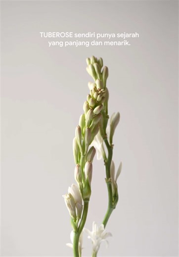 Exploring Tuberose: A History in the Fragrance World