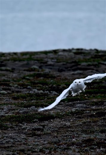 The silent ruler: Majestic birds of the northern skies
