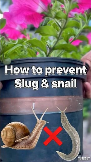 How to prevent slugs and snails #garden #gardening