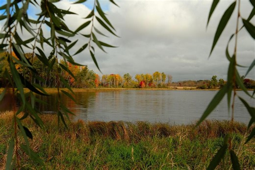 Autumn Willow by the Lake Print, Fall Landscape Photography, Calm Nature Wall Art for Home or Cabin, Archival Fine Art Limited Addition - Etsy
