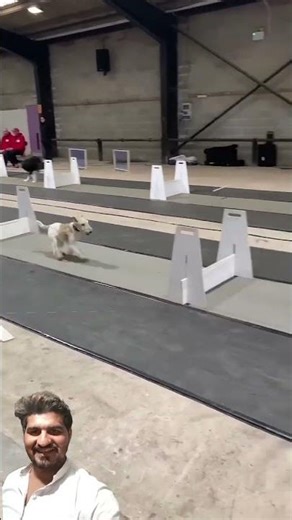 High Speed Dogs Race at Flyball Competition || ViralHog