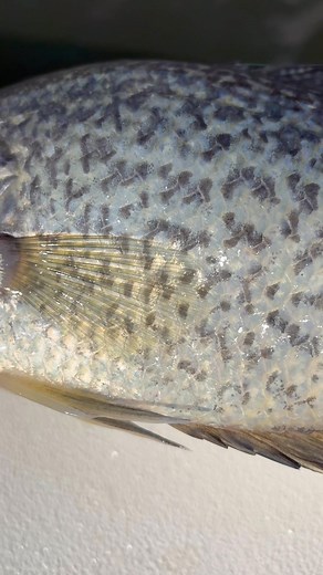 96K views · 1.6K reactions | NEW 2.25” MAYFLY - Junebug Pearl Chartreuse (4863) | Bobby Garland Crappie Baits | Facebook