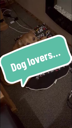 Polycotton dog bed with removable cover! Well padded and comfortable - Great price! An indestructable toy that tastes like beef and helps to clean their teeth/gums. Absolute bargain!! Both are linked below! #tiktokshop #ViralFinds #dogbed #indestructabledogtoy #TikTokMadeMeBuyIt