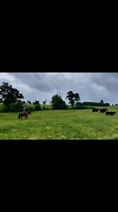 Doing more cowboy stuff! Working our Angus Herd at Santa Leona Ranch. 𐚁 #WinchRanchCattleCo #WINCHBeef #PrimeAngusBeef #CareCertified #AmericanAngusAssociation | WINCH Ranch Cattle Co.