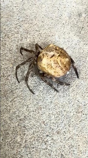 Close-Up of an Australian Funnel-Web Spider 🕷️ #FunnelWeb #WildlifeShorts #australia