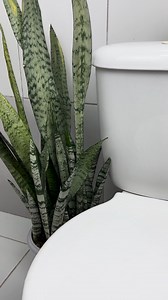 1.9M views · 45K reactions | Don't go to the bathroom without this plant! | Learn To Do | Facebook