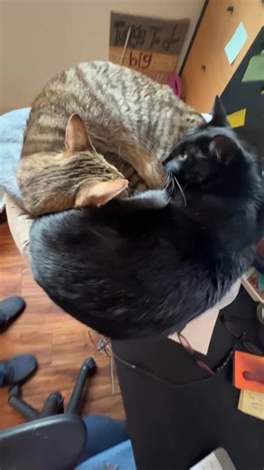 I put the little round cat perch on my wife’s desk so the black cat Binx might stop walking across her keyboard. She put the heating pad on it. I didn’t think Binx and Pi (like the math symbol) could both fit. I stand corrected | Brian W Ziolkowski