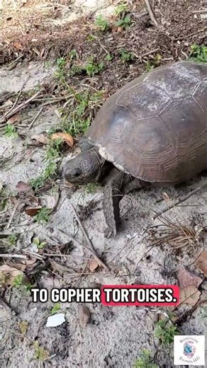 A close encounter with a wild Florida gopher tortoise! #threatenedspecies #floridawildlife #herping
