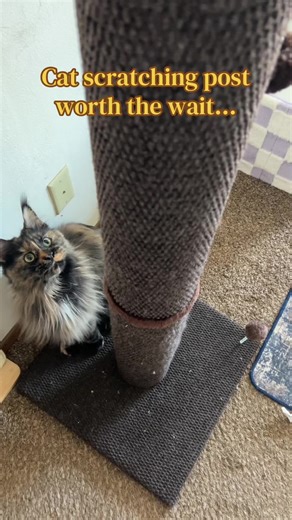 Discover the Best Cat Scratching Post You Need
