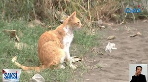 Man in Ilocos Norte dies of rabies after cat bite