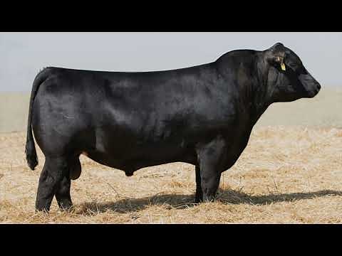 OCC High Class 951H Angus bull.