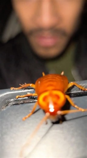 😱🚗 Meri Puri Car Cockroach Se Bhari Hui Hai!