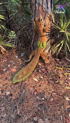 Leafback Tree Lizard Blending with Nature – Forest Camouflage Wonder