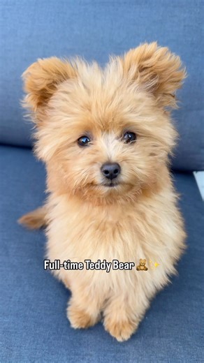 486K views · 11K reactions | More Pomeranian or more poodle? 笠 #pomapoo #teddybear #pomeranianpuppy #poodlemix #puppyoftheday | Honey the Pomapoo | Facebook
