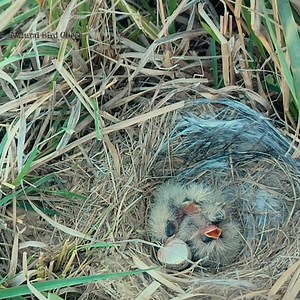 1K views · 22 reactions | Mother Lark don't want to take EGG SHELL to throw out | Natural Bird Check | Facebook