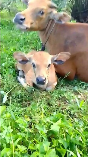 Lucunya anak sapi #sapi