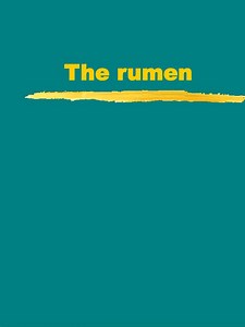 The rumen - SlideServe
