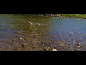 Fly Fishing the Musselshell River Montana! - Episode 87