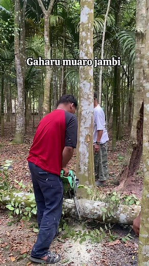 Agarwood Trees for Sale in Muaro Jambi