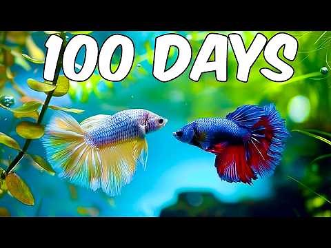 I made a Betta Fish Ecosystem for 100 days