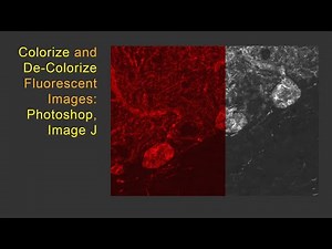 De-Colorize, Colorize Fluorescent Images Photoshop & Image J
