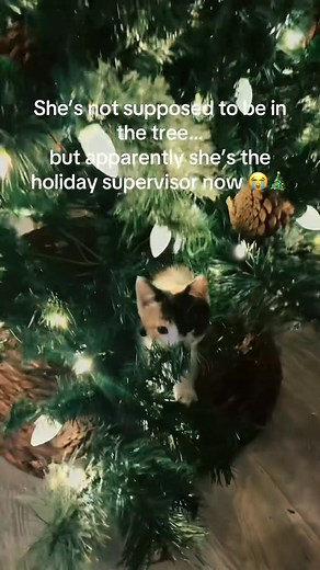 19 reactions · 5 comments | “My kitten has officially taken over the Christmas tree… Exploring every branch like she decorated it herself  I’m just the human who pays the light bill.” | Gina Olivas Muniz | Facebook
