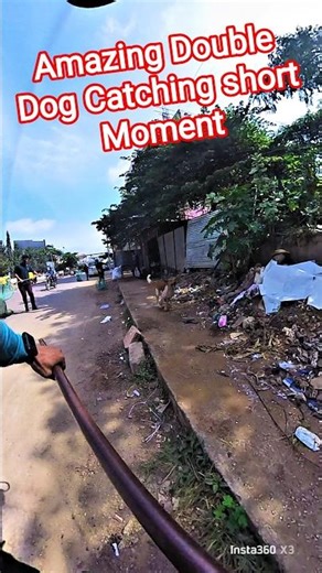 Mafia Gang Dog Catch #dogwithpublicsafety #dog #ytviral #shortsfeed #pets #trailer