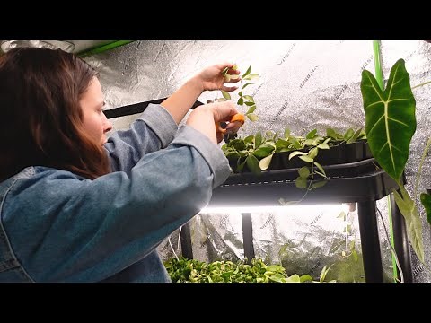 Propagate 50 Houseplants From Cuttings! Sphagnum Moss Propagation box method