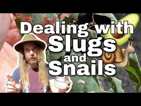 How to deal with Slugs and Snails - Avocado Diaries Episode 13