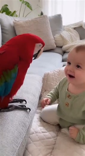 106K views · 2.3K reactions | Mimzo Tries to Teach a Baby to Talk… But It Doesn’t Go as Planned!”  #talkingparrot #funnyparrot #sora2 #ai | Trending box 439 | Facebook