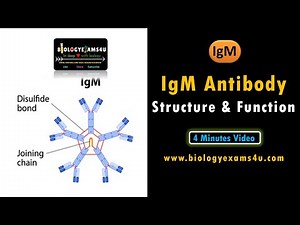 IgM Structure and Function in 4 Minutes