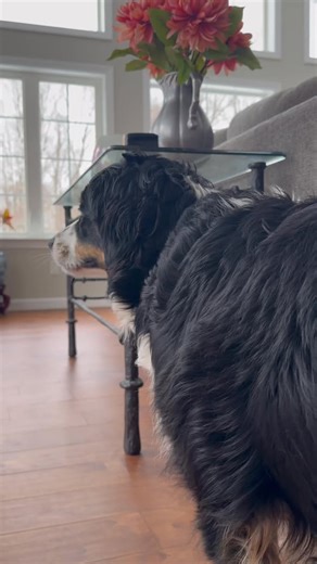 Saving Pets One Pet @ A Time (The ORIGINAL) | My dog suddenly started acting like she was gonna throw up but then she started pawing at her mouth — this isn’t a good video but any ideas | Facebook