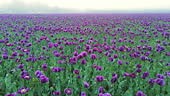 The video features a tracking shot of beautiful purple poppy flowers...