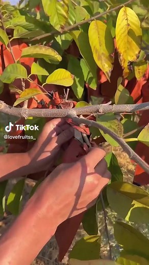 Exploring Plant Anatomy: Hands-on Interaction with Nature