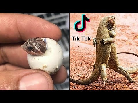 Funny and Amazing Snakes and Reptiles of TikTok 😂