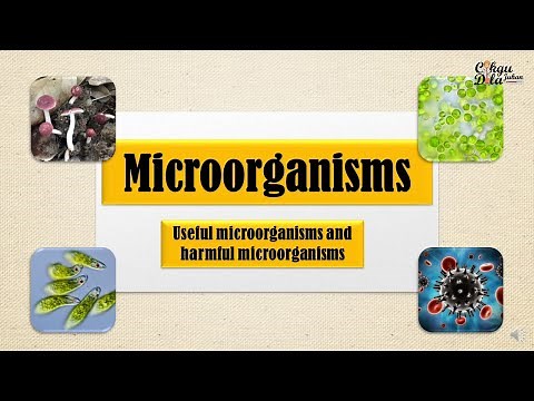 Science Year 6 |Useful microorganisms and harmful microorganisms|