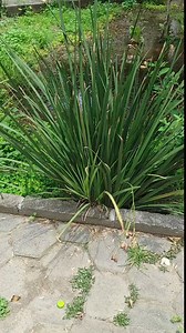 4K views · 84 reactions | Dietes iridioides Sol ☀️ Sol directo para una buena floración aunque también se adapta a la semisombra Agua  Riego moderado dejando secar el sustrato entre riegos, evitando encharcamientos Sustrato suelto y bien drenado  #plantas #plantlove #fypシ゚ #parati #verde #jardin #viralreels #amolasplantas #semillas #flores | Sueños Plantiles | Facebook