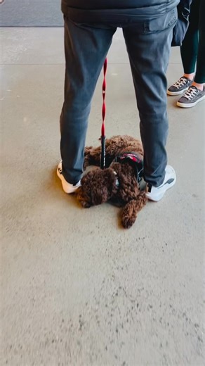 Watch ADC Buddy alert his person to someone who approaches him from behind! This service dog task assists an Individual to dodge stressful startles as well as offers a sense of reassurance, safety, and ease. #Adcbuddy #servicedogtraining | Ability Dogs Canada