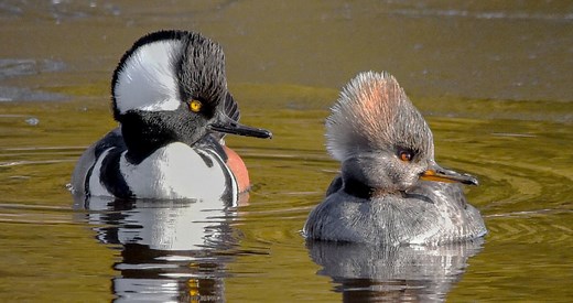 Hooded Merganser Identification, All About Birds, Cornell Lab of Ornithology