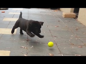 Labrador puppy playing with tennis balls
