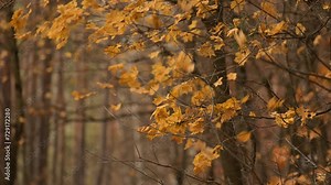 Leaves falling from the maple tree in forest. Autumn foliage, leaves falling down from trees because of strong gasps of wind