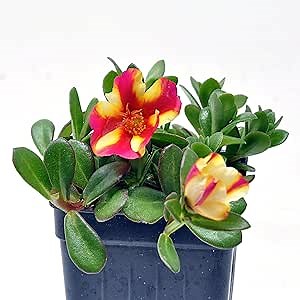 Portulaca Oleracea Seaglass, Watermelon Punch, Moss Rose, Purslane, Succulent, Flower-Packed and Tropical Looking, ContainerSize: 3" (2.6x3.5)