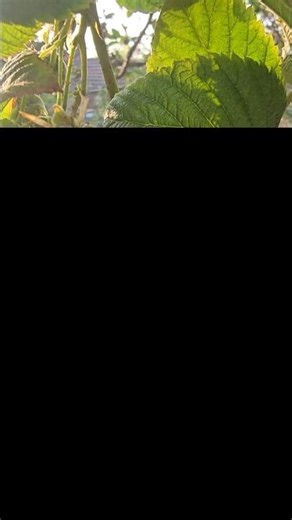 Red Raspberry Harvesting 11 February 2026