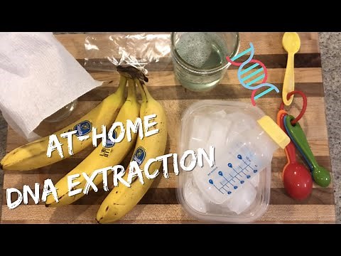 At-home DNA Extraction Lab (Banana)