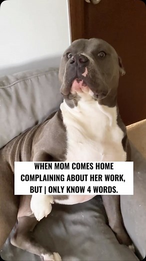 1.7K views · 63K reactions | His face 藍藍 #americanbully #funnydog #dogcontent #dogsofinstagram #doglovers #dogstagram #doglife #dogsofig #dogsofinsta #dogsofinstaworld #dogsofinsta #dogslife #doglove #dogsofinstagram #puppylove #dogsoftheday #dogsoftheworld #dogsofinstgram | Hippo American bully | Facebook