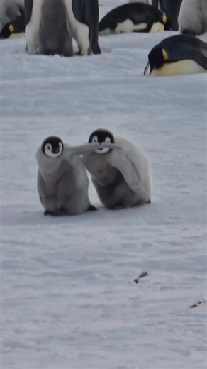 #fypシ゚ #penguin #fluffy #cute #sound