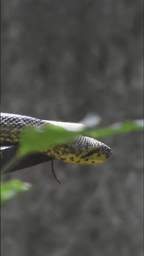 Real Snake in the Wild 🐍