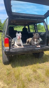 1.4M views · 10K reactions | Let your dog be a dog!!!!! #bearkennels#dogsofinstagram #bullybreed #bullysofinstagram #pitbull #pitbulls #bullybreeder #dogs #pitbullpuppy #pitbullsofig #pitbulllove #bullyfamily #bulliesofinstagram #americanbullies #pitbullife #pitbullofficial #pitbullpuppy #pitbullsofinstagram #pitbullterrier ##pitbulls #pitbullpuppies #pitbull #love #pitbullbreed #pitbullife #pitbullofficial #dogs #pitbullsofinstagram #pitbullterrier | Bear Kennels | Facebook