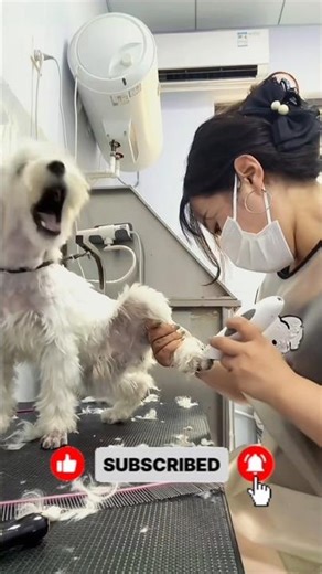 Dog with cute behavior 🐕 #cutedog #funnydogs #dog #funnyvideo #funnyshorts